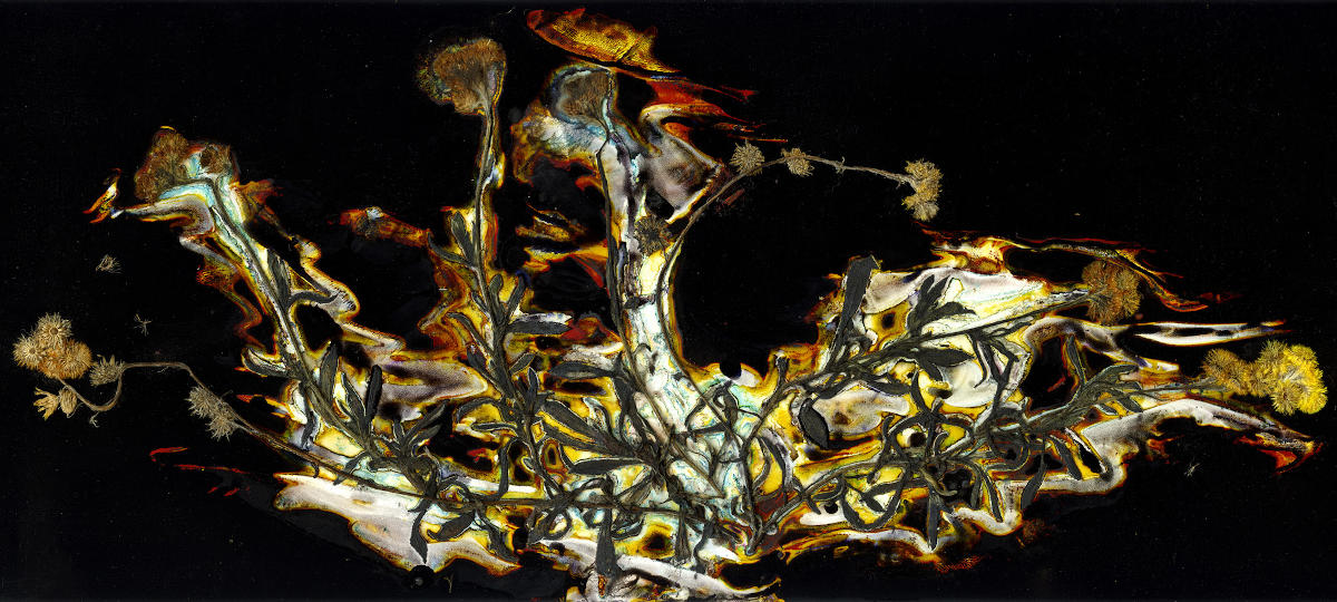 Renata Buziak - Plexus Gallery